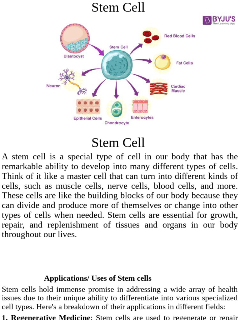 Applications of Stem Cells in Medicine | PDF | Stem Cell | Cancer
