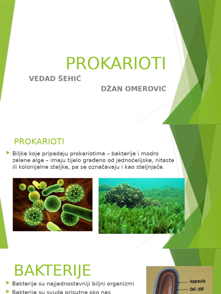 PROKARIOTI | PDF