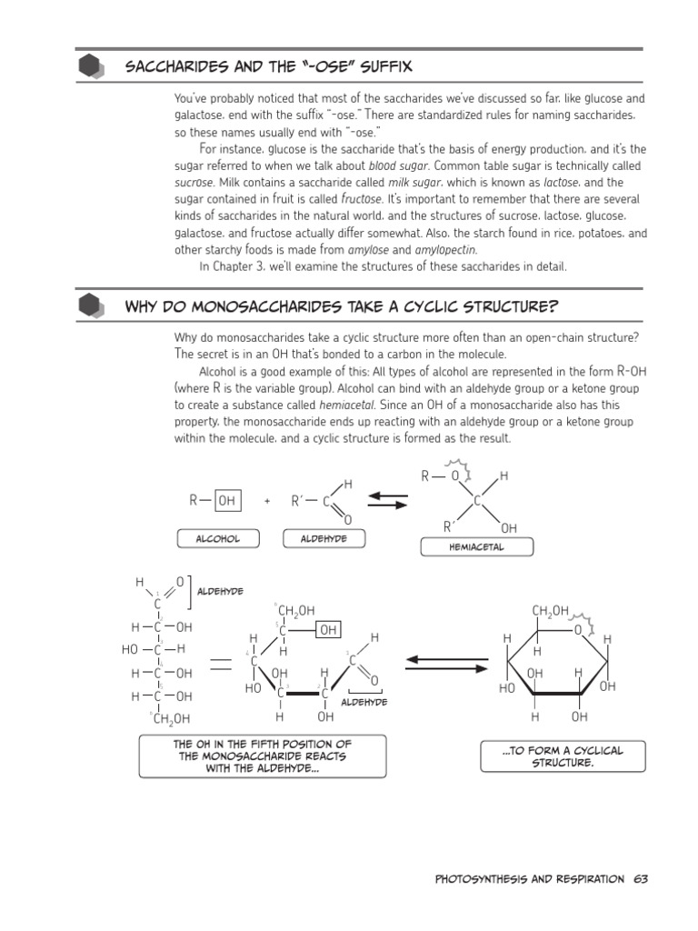 Understanding Saccharides and Respiration | PDF | Carbohydrates ...