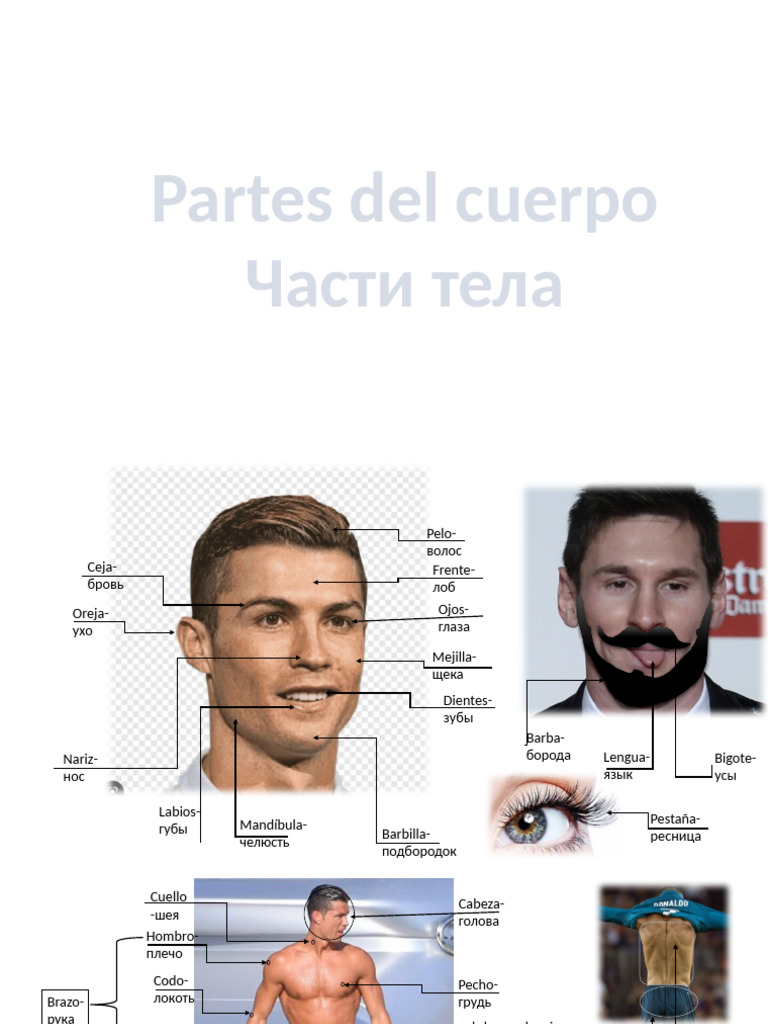 Cuatro partes del cuerpo humano | PDF