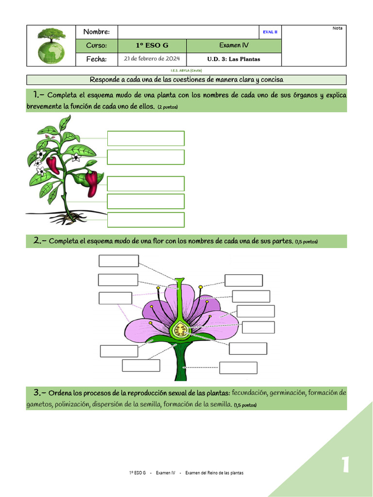 Examen_4_plantas | PDF | Plantas | Fotosíntesis