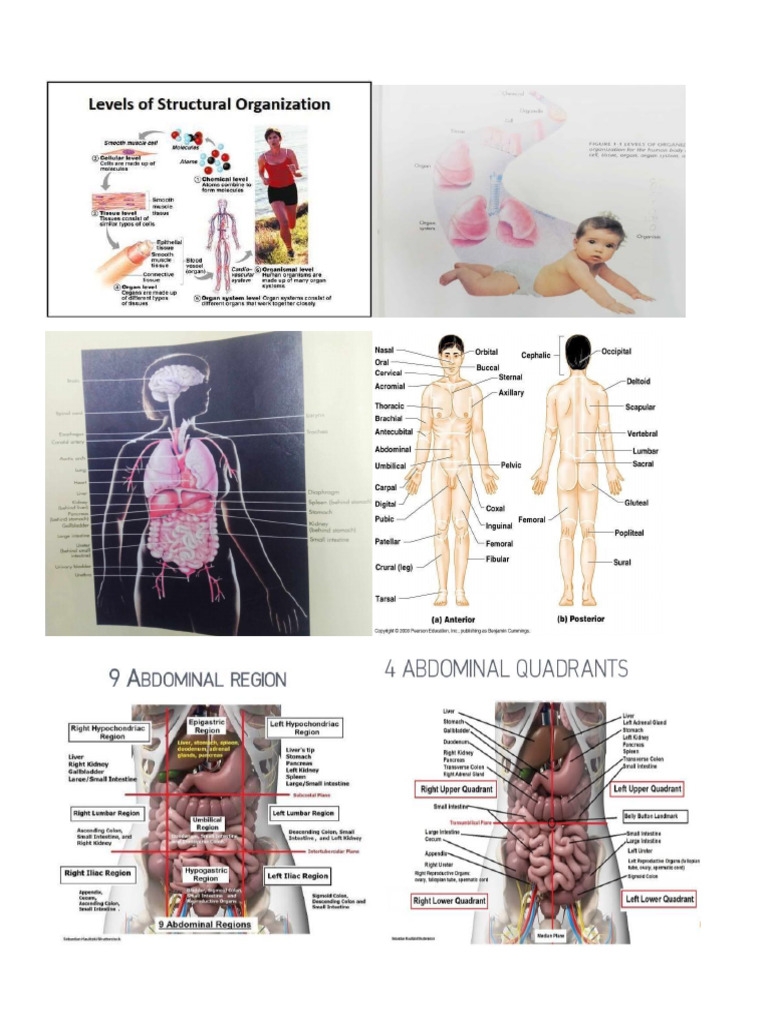 Human Anatomy | PDF