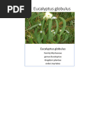 Safeda Tree Description Lavish Sharma | PDF