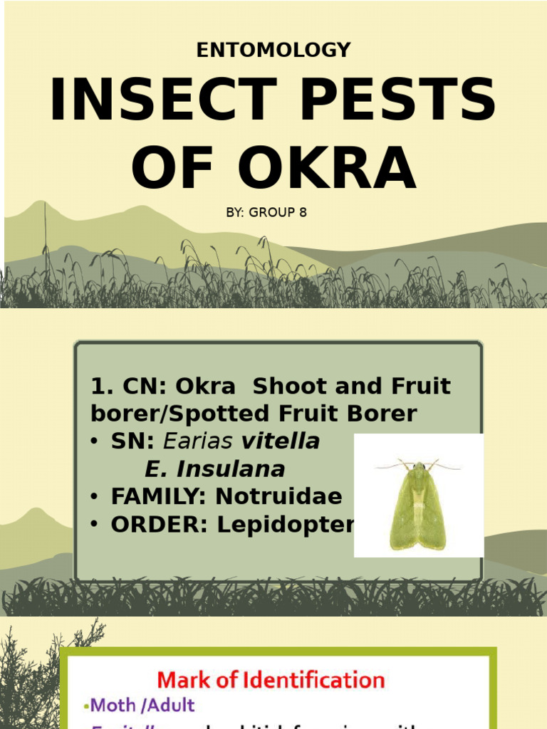 Insect Pests of Okra Overview | PDF