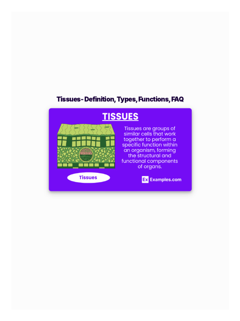 Tissues - Definition, Types, Functions, FAQ | PDF | Tissue (Biology) | Muscle