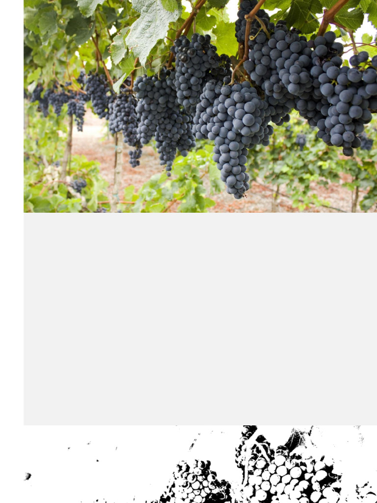 Grapes in Vineyard | PDF