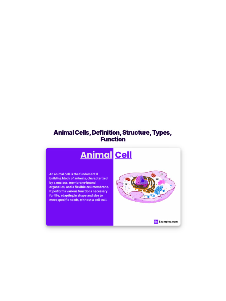 Animal Cells, Definition, Structure, Types, Function | PDF | Endoplasmic Reticulum | Cell (Biology)