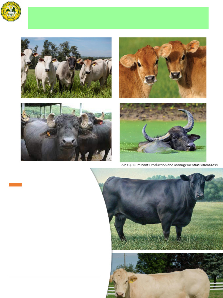 AP 214 IM CO1 3 4 PART 2 Breeds of Dairy Type Cattle | PDF | Cattle | Dairy Cattle