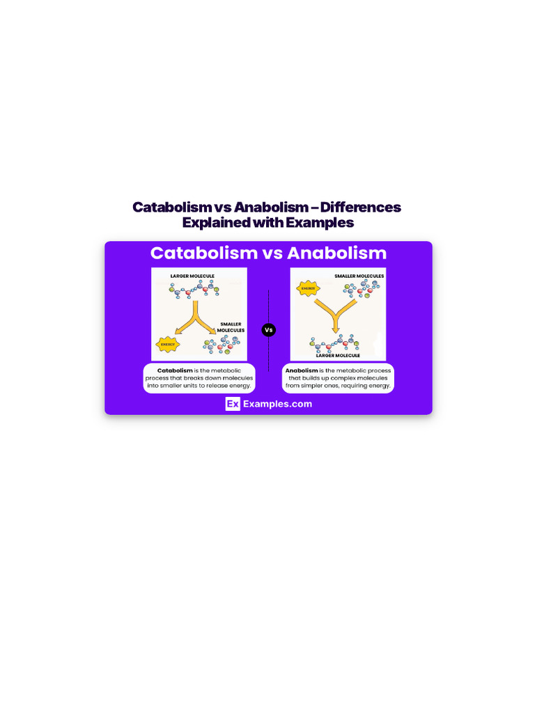 Catabolism Vs Anabolism - Differences Explained With Examples | PDF ...