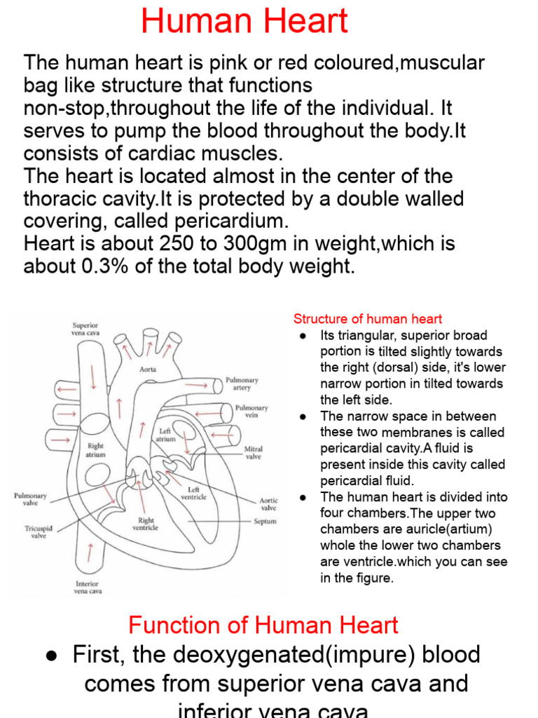 Explanation of Human Heart | PDF
