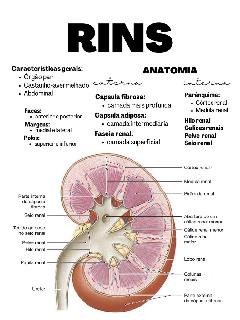 Resumo - Anatomia Do Rim | PDF
