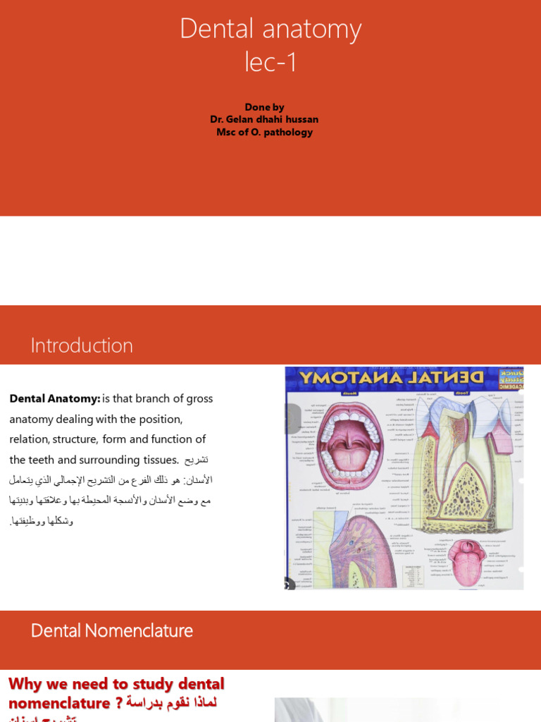 Dental Anatomy Lec1 (1) (1) 4 | PDF