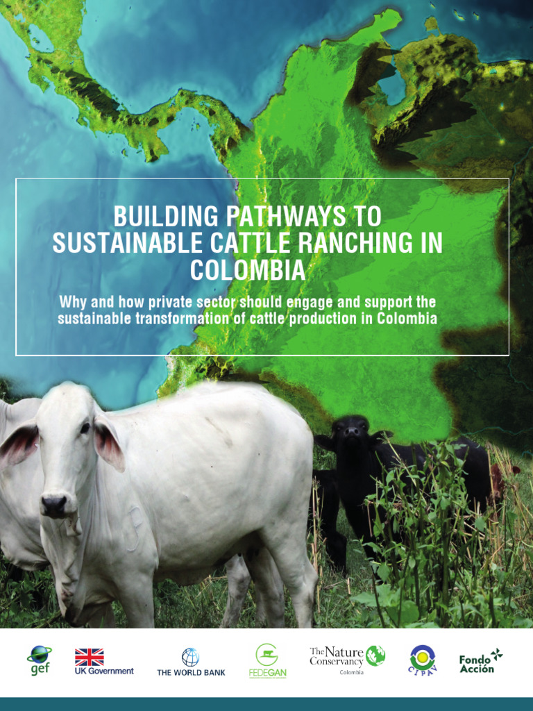 Building Pathways To Sustainable Cattle Ranching in Colombia | PDF | Sustainability | Supply Chain
