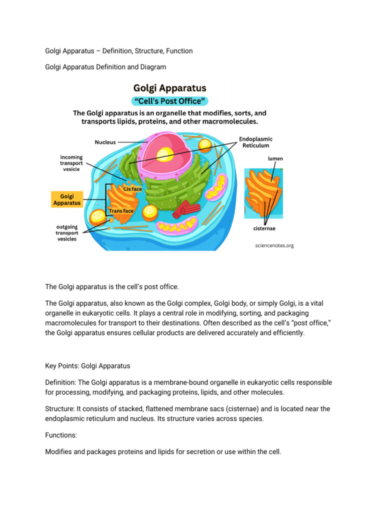 Golgi Apparatus: Definition and Functions | PDF | Cell Biology ...