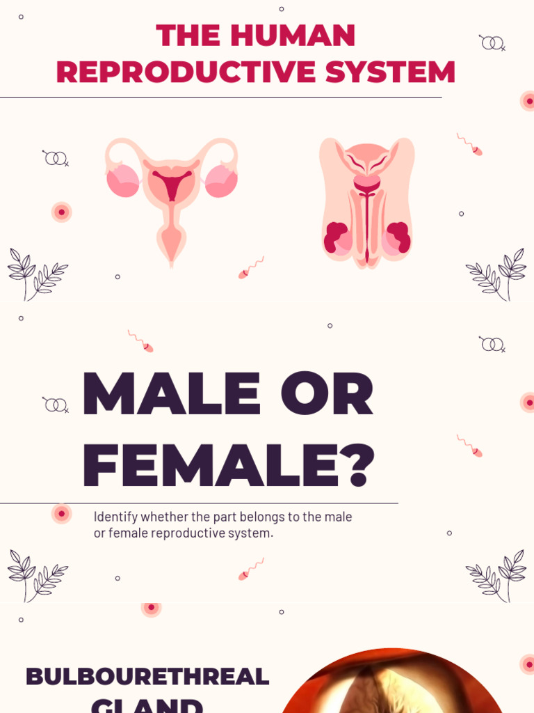 Lesson 4-The Male and Female Reproductive System | PDF | Menstrual ...