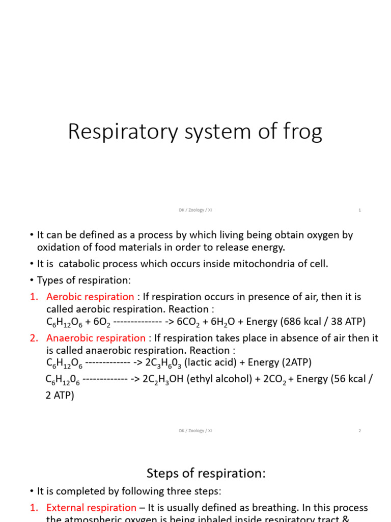 Frog Respiratory System Explained | PDF | Cellular Respiration | Larynx