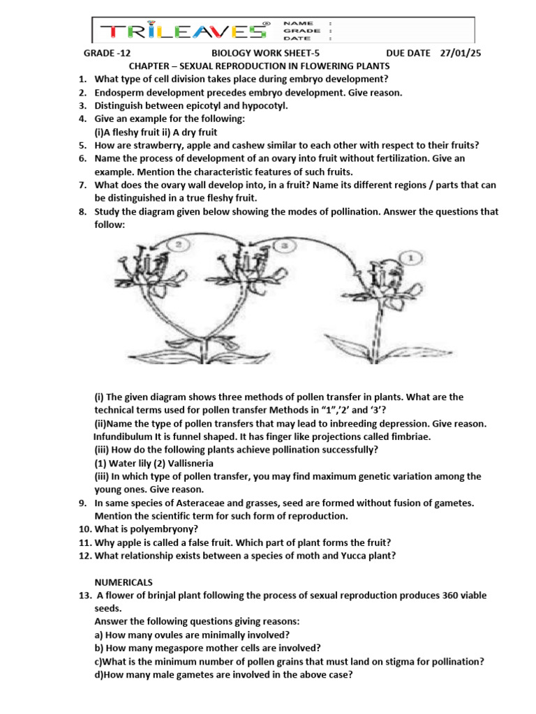 TGS 12 Biology Work Sheet - 5 | PDF | Fruit | Seed