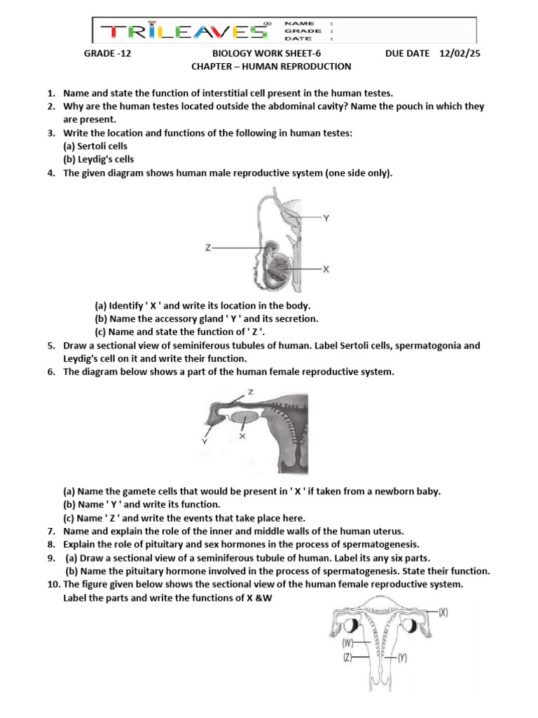 Human Reproduction Biology Worksheet | PDF | Testicle | Reproductive System