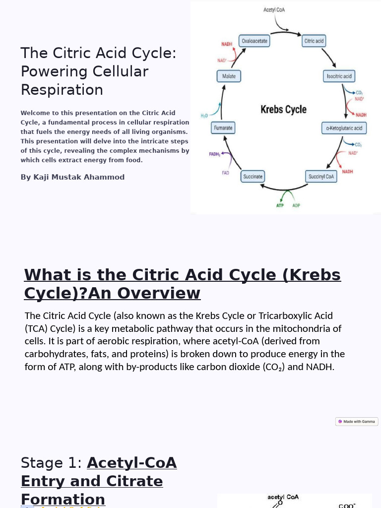 The Citric Acid Cycle Powering Cellular Respiration | PDF | Diet ...