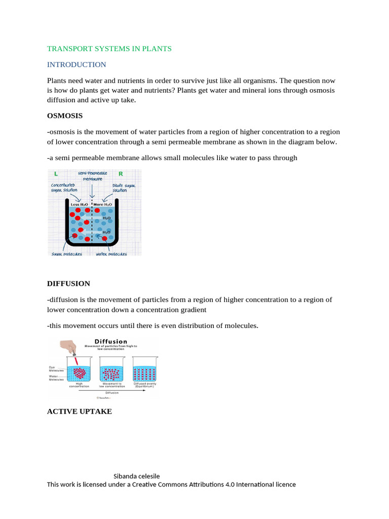 Biology - F 1 Transport in Plants - Transport Systems in Plants | PDF ...