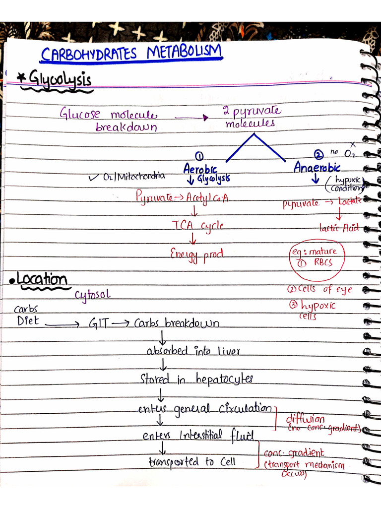 Carbs Metabolism (Huma Khattak) | PDF