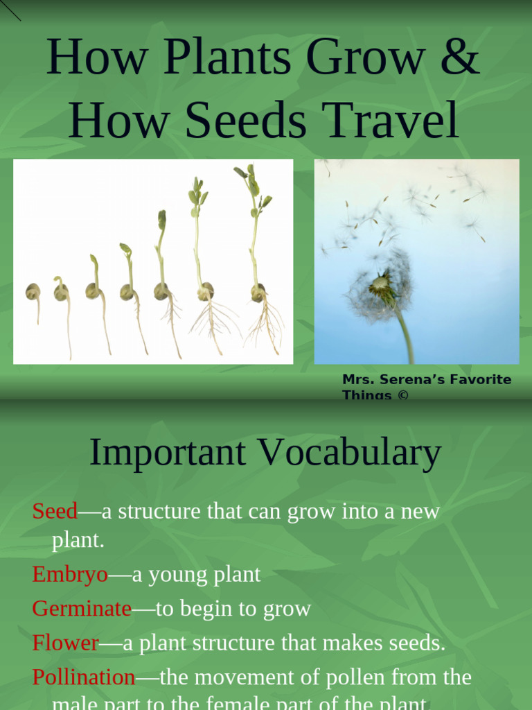 How Plants Growand How Seeds Travel | PDF | Seed | Flowers