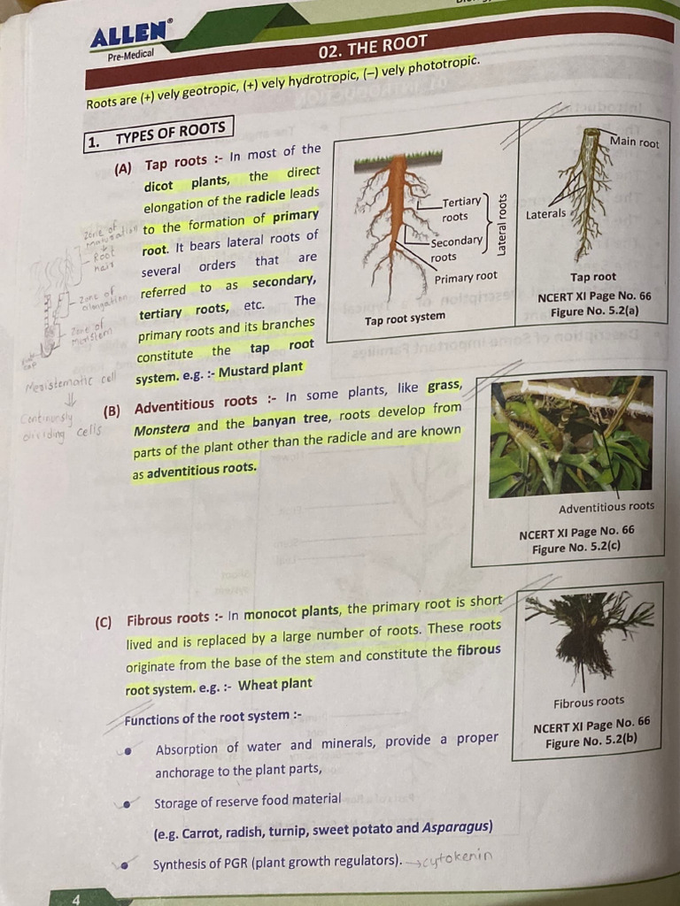 Morphology Module | PDF