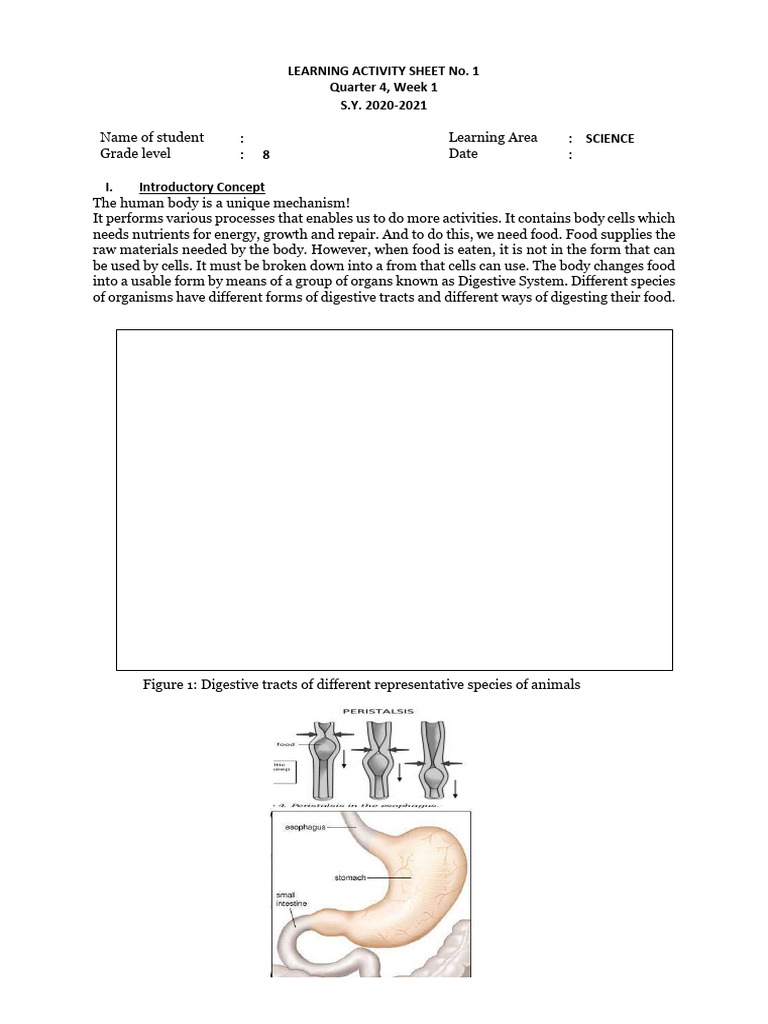 Science8 Q4 Week 1 Activity Sheet | PDF | Digestion | Human Digestive ...
