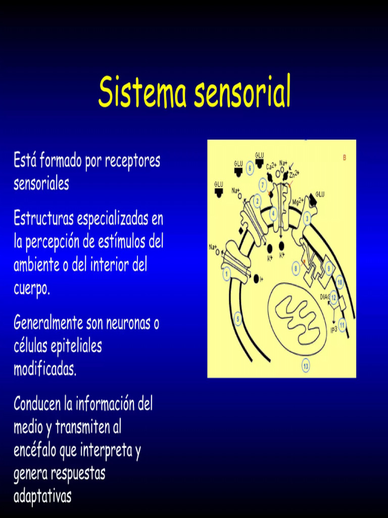 Fisiología de Los Sentidos | PDF