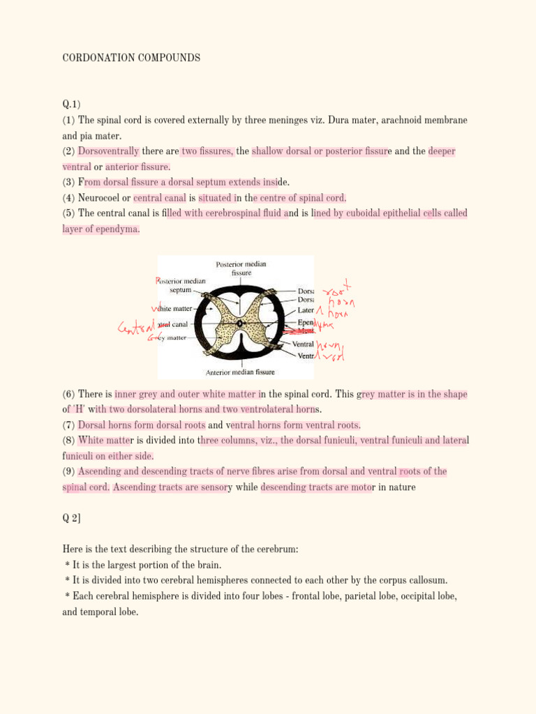 Anatomy of the Spinal Cord and Brain | PDF | Spinal Cord | Eye