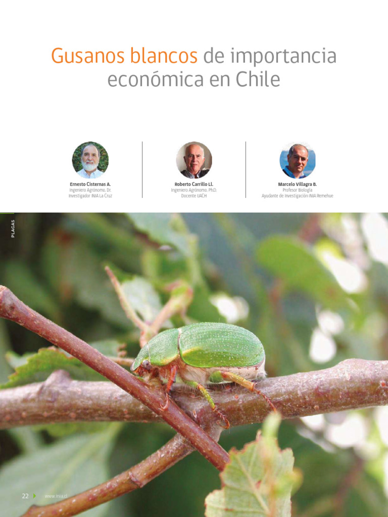 NR42373 | PDF | Suelo | Crisálida