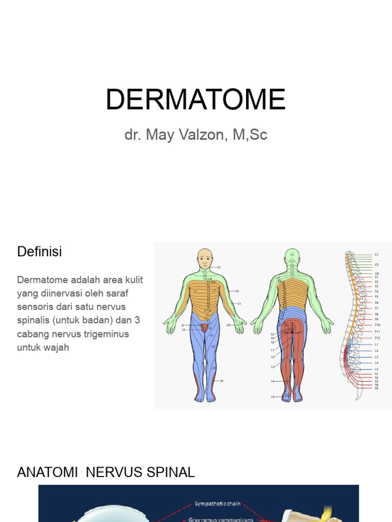 DERMATOME | PDF