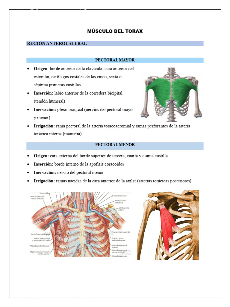 Anatomía de Músculos del Tórax | PDF | Tórax | Extremidades (anatomía)