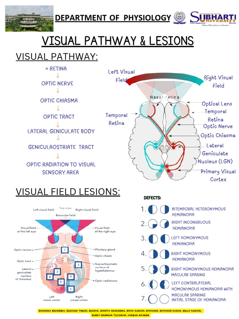 physiology poster (1) | PDF | Visual System | Ophthalmology