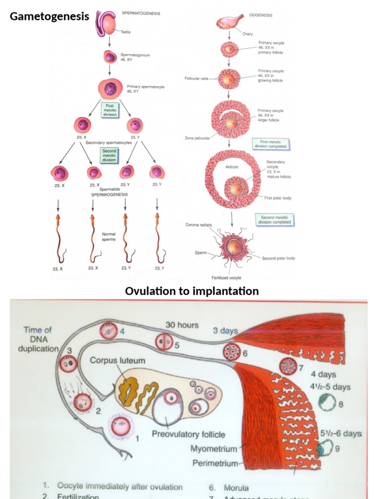 Embryology charts block 1 (2) (1) | PDF
