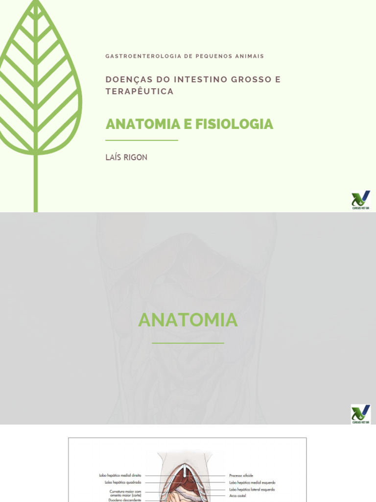 ANATOMIA E FISIOLOGIA FINAL (1) | PDF | Anatomia | Sistema digestivo