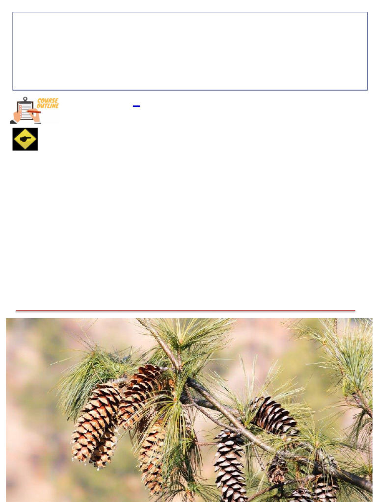 Pinus KA Notes Ist Year | PDF | Seed | Leaf