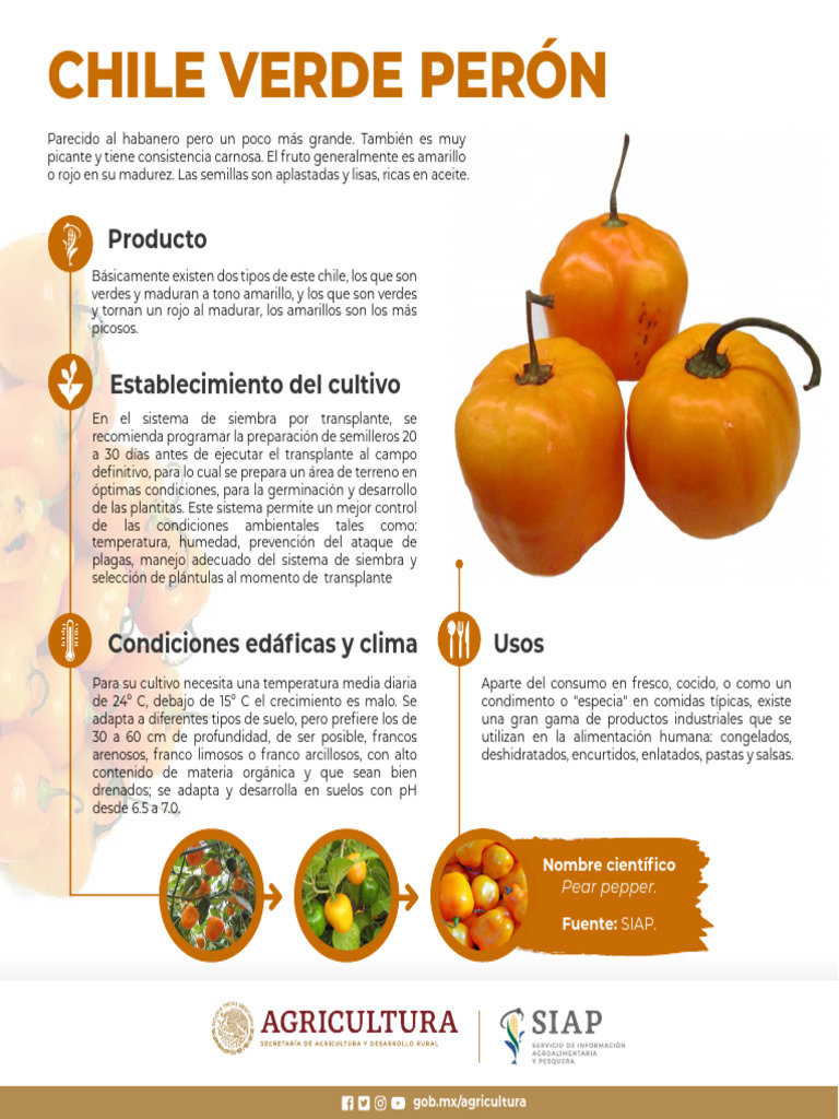 Cultivo y Usos del Chile Verde Perón | PDF
