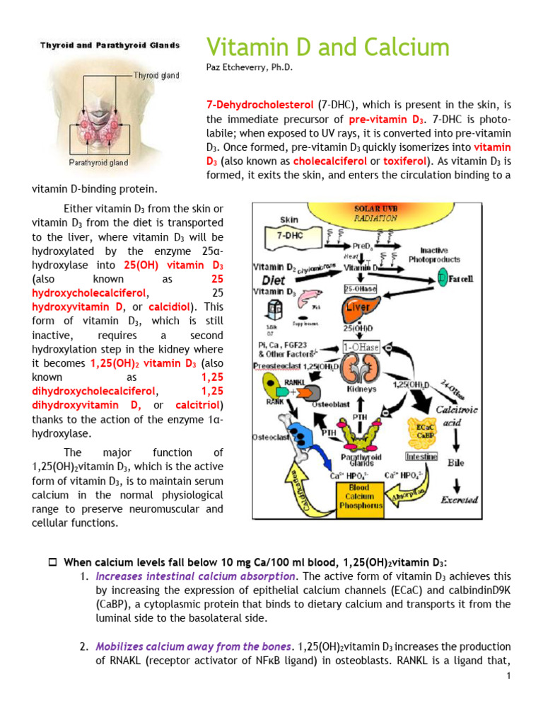 Vitamin D and Calcium | PDF | Bone | Biomolecules