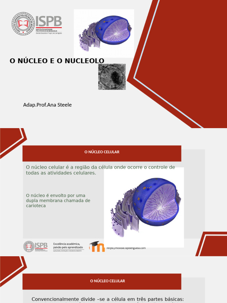 Estrutura e Função do Núcleo Celular | PDF | Núcleo celular | Célula ...