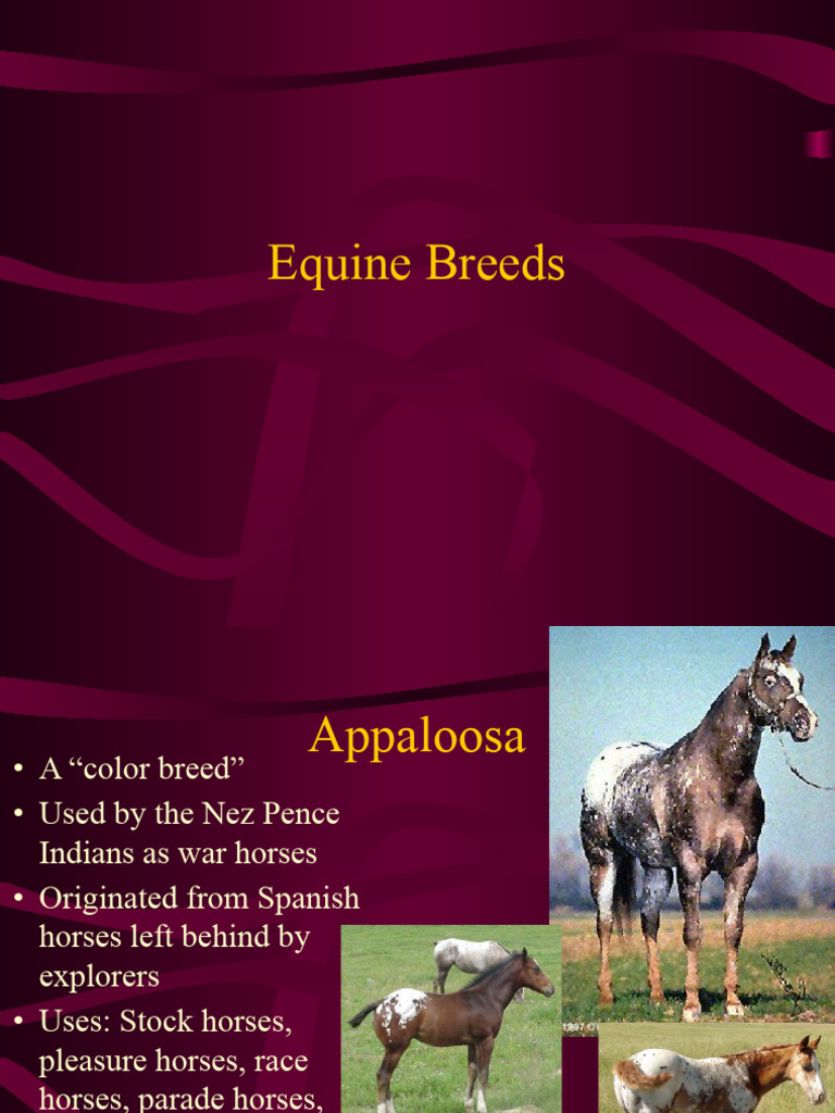 1.4 breed notes.ppt | PDF | Horses | Domestication