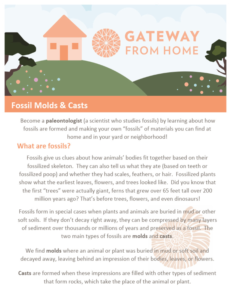 Create Your Own Fossil Molds & Casts | PDF | Fossil | Plaster