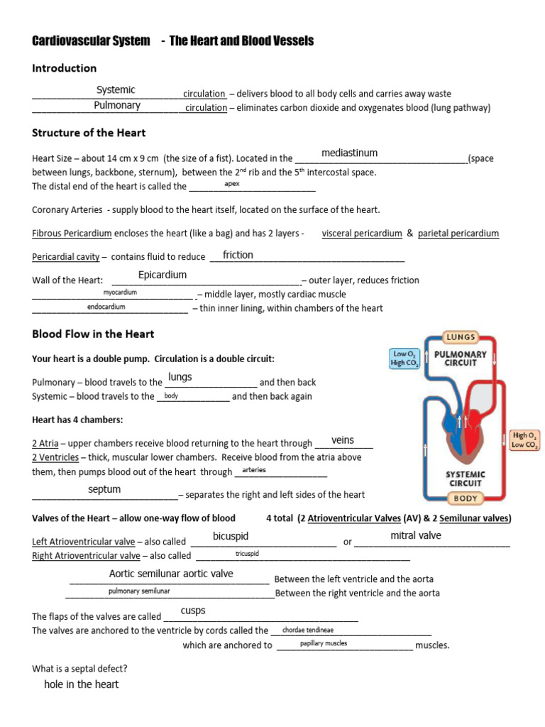 Fill in the Blanks Handout for Circulatory System PPT | PDF | Heart ...