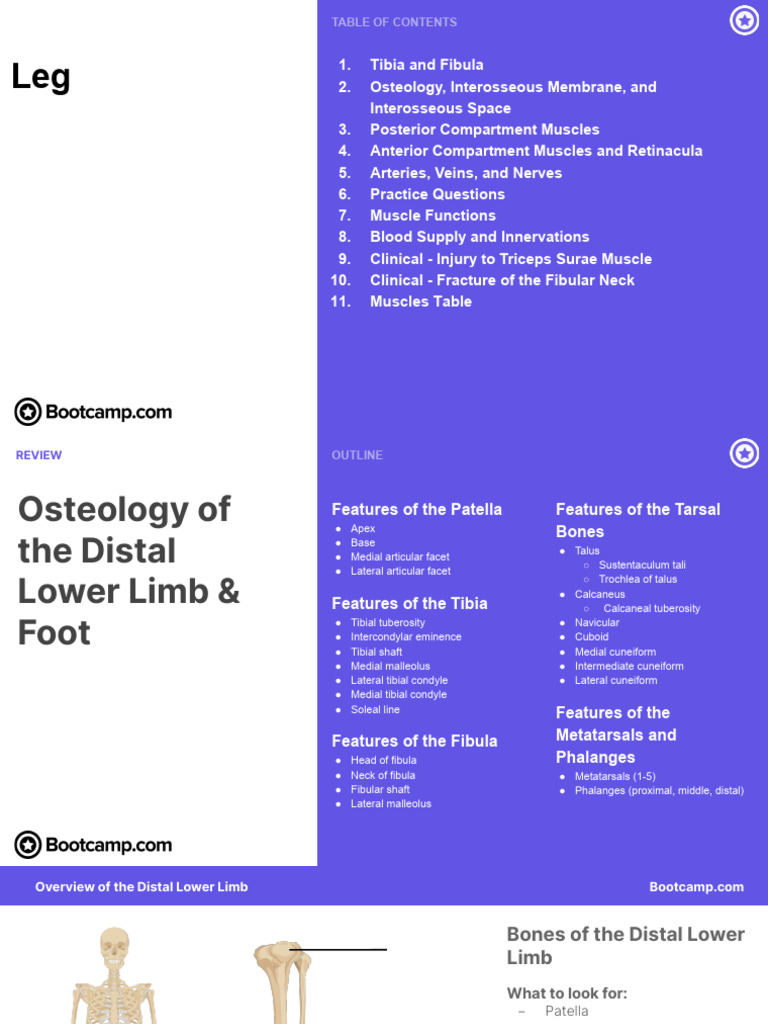 Leg | PDF | Human Leg | Foot