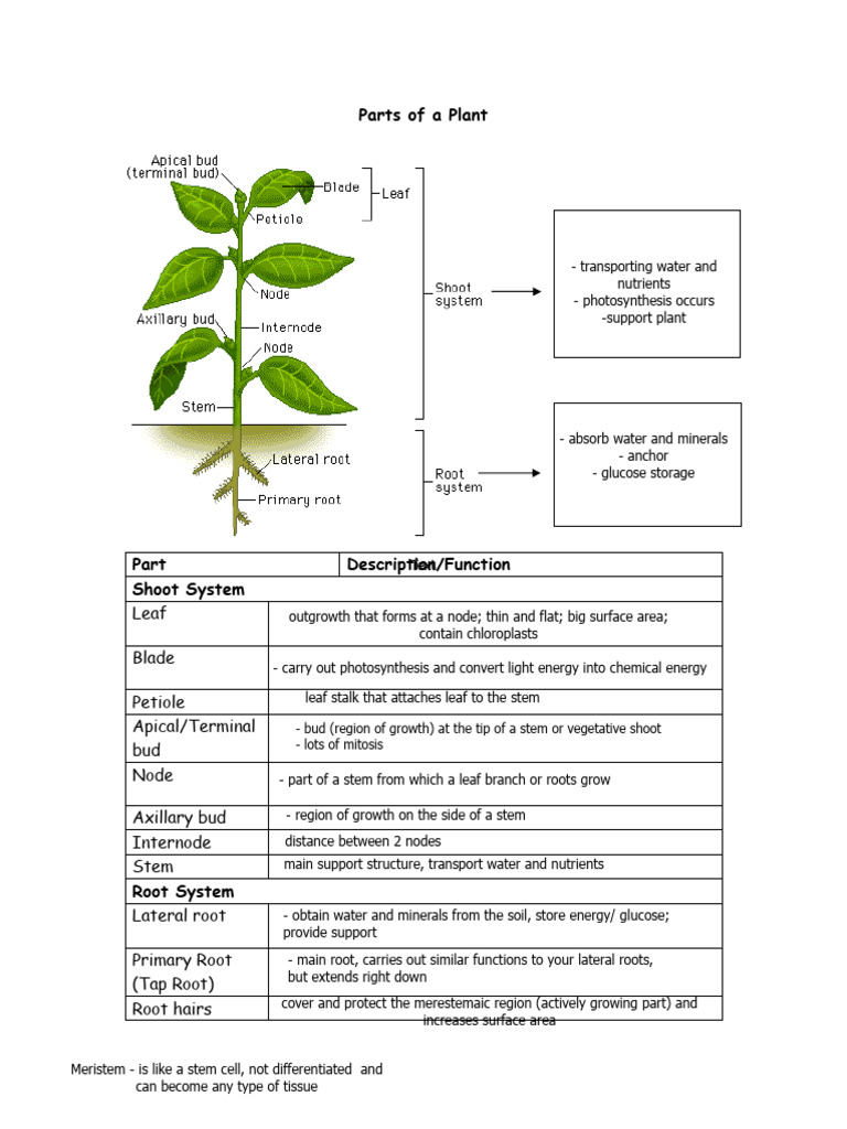 Parts of A Plant Functions Handout | PDF | Leaf | Root