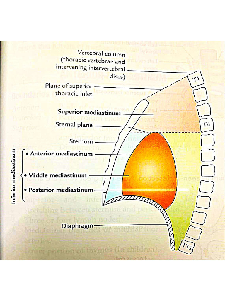 Mediastinum with clinical anatomy | PDF