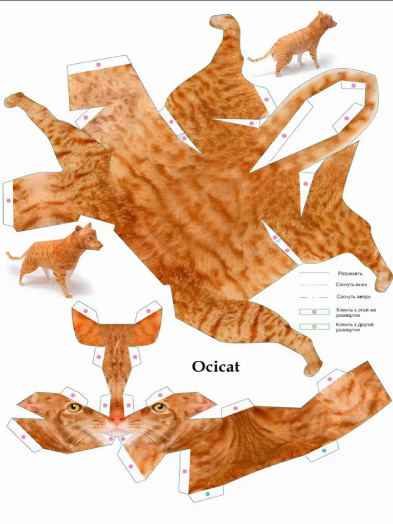 Orange Cat Paper | PDF