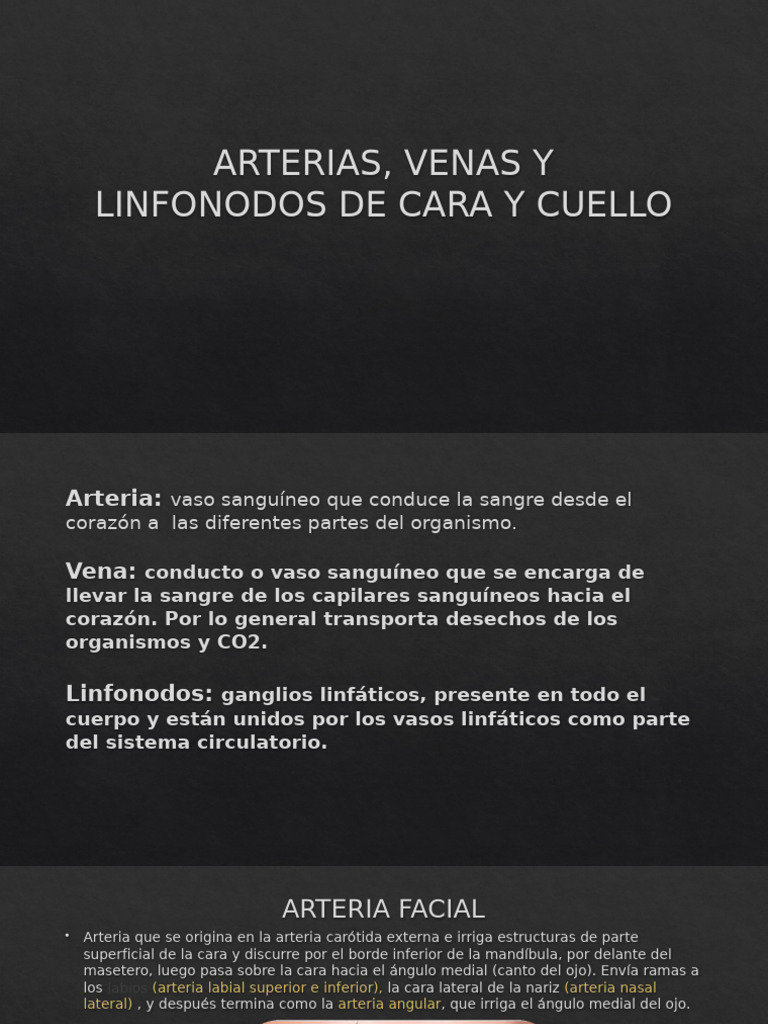 Arterias, Venas y Linfonodos | PDF | Ganglio linfático | Laringe