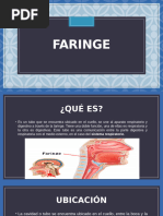 Anatomía y Fisiología de La Rinofaringe, Orofaringe e Hipofaringe | PDF ...