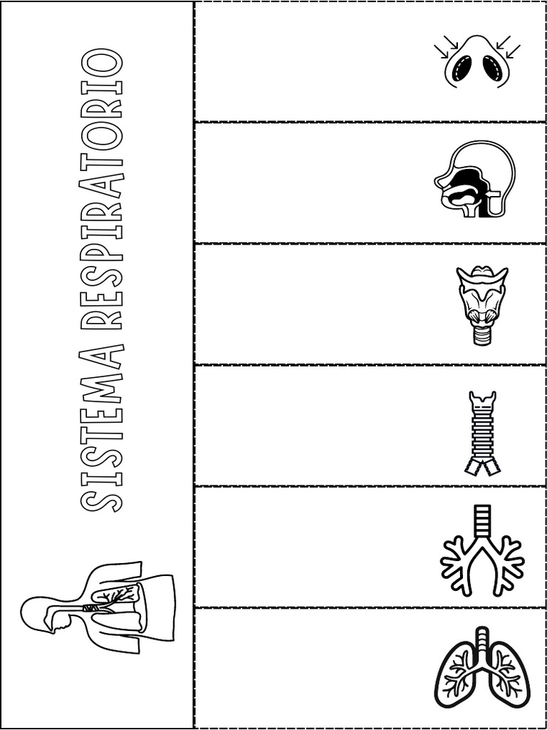 Lapbook 20250306 152902 0000 | PDF